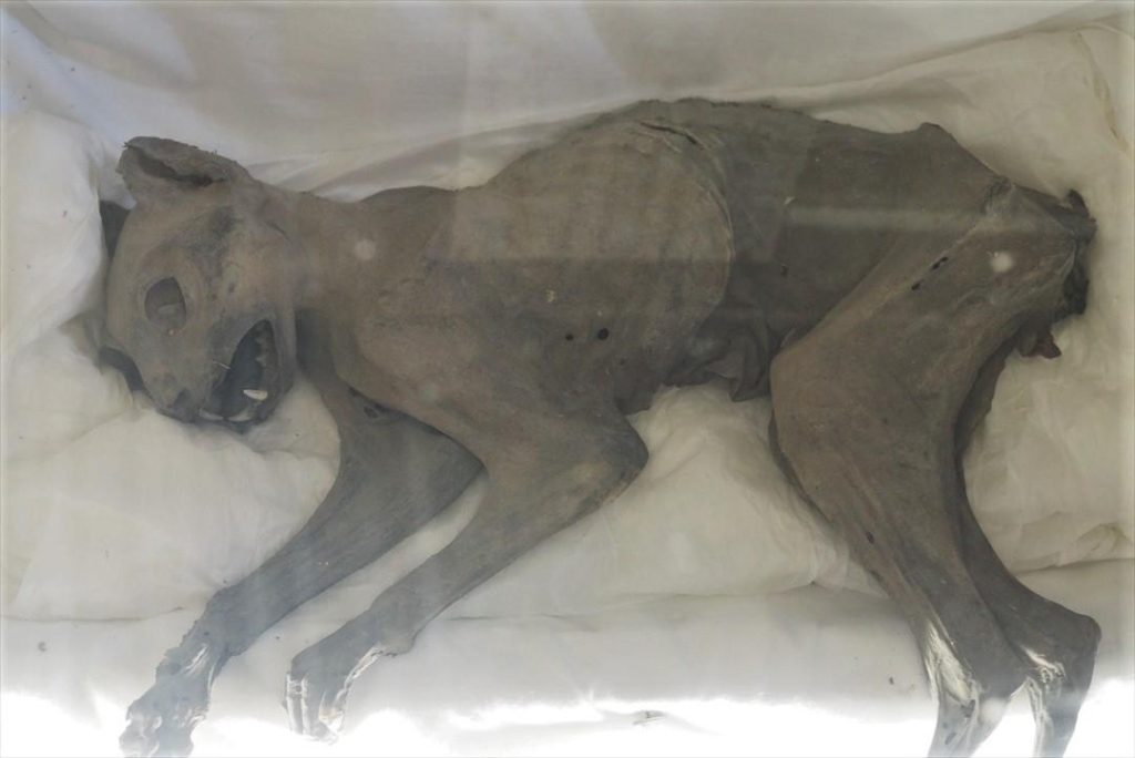 未確認生物(UMA)の有名・人気ランキング50選！世界・日本別【最新決定版】 | WONDIA