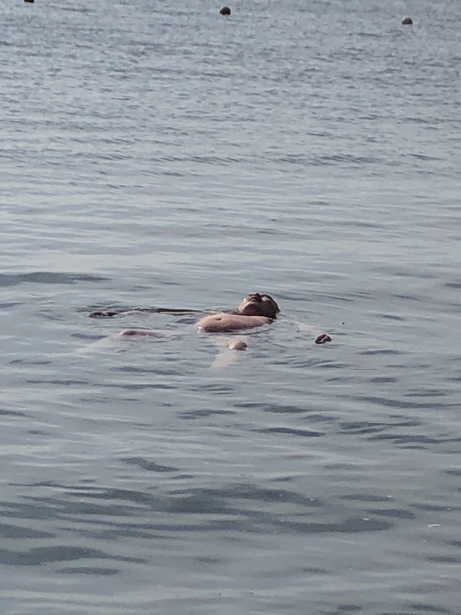 河童(UMA)の正体と伝説！歴史と起源・実在の可能性や画像もまとめ | WONDIA