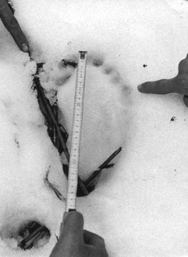 ヒバゴン(UMA)は広島に実在？写真と目撃場所・死骸と正体・映画もまとめ | WONDIA