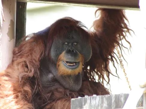 ヒバゴン(UMA)は広島に実在？写真と目撃場所・死骸と正体・映画もまとめ | WONDIA