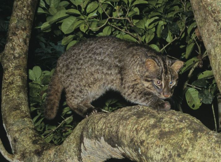 ヤマピカリャー(UMA)の正体と目撃情報！写真や動画・現在の動向まとめ | WONDIA