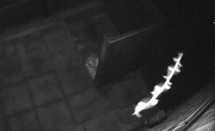 スカイフィッシュ(UMA)は実在？正体はハエ？目撃場所・写真と動画・正体の解明まとめ | WONDIA