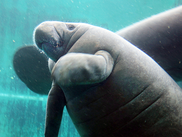 モケーレ・ムベンベ(UMA)の正体は？目撃場所や写真と動画・実在の可能性と現在まとめ | WONDIA