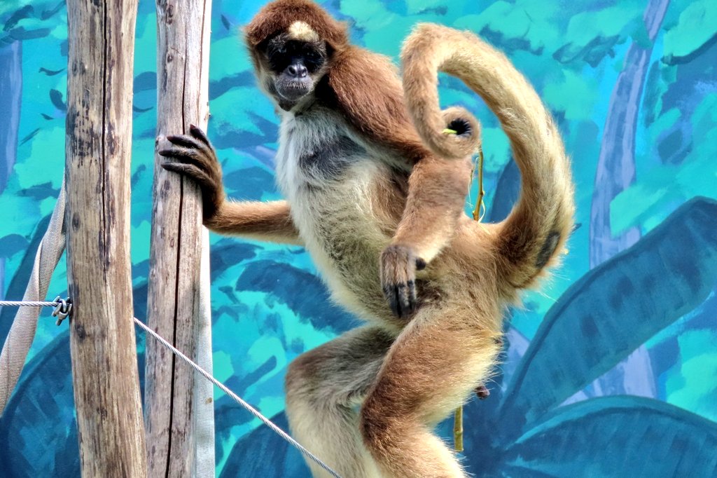 モノスはUMAではなく実在！正体や死亡写真・目撃場所もまとめ | WONDIA