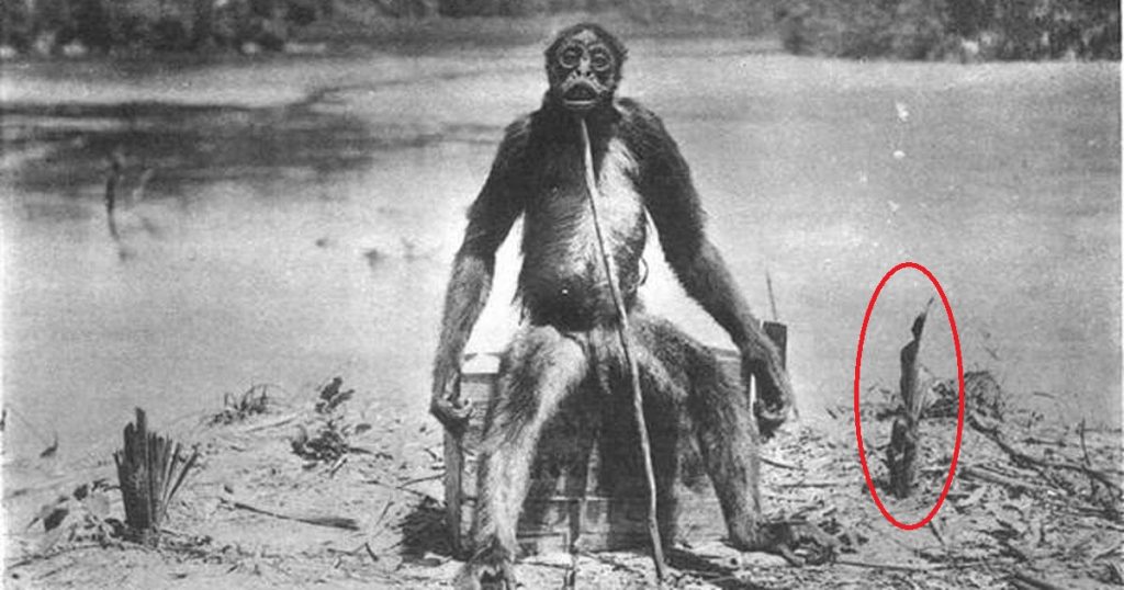 モノスはUMAではなく実在！正体や死亡写真・目撃場所もまとめ | WONDIA