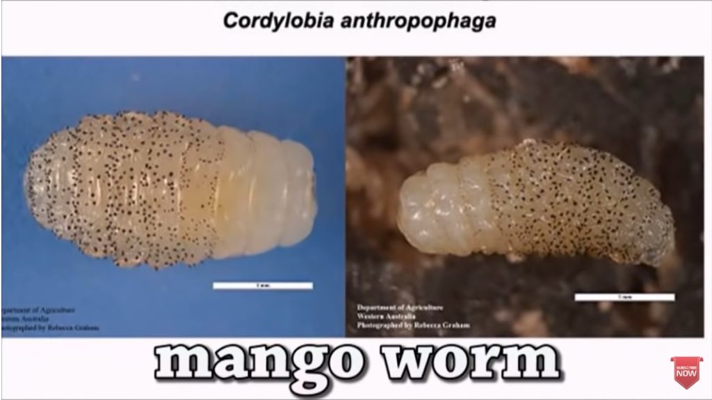 マンゴーワームは人や犬に寄生する幼虫！画像や動画・原因と感染経路や痛み・傷跡と治療/除去方法もまとめ | WONDIA