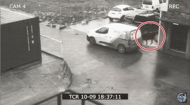 エイリアン・ビッグ・キャット(UMA)の正体！写真や動画・目撃情報もまとめ | WONDIA