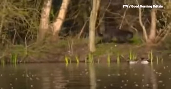 エイリアン・ビッグ・キャット(UMA)の正体！写真や動画・目撃情報もまとめ | WONDIA