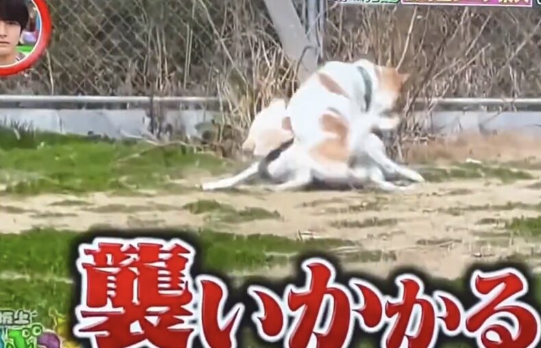 坂上どうぶつ王国の現在！打ち切り説の理由・炎上騒動や視聴率もまとめ | WONDIA